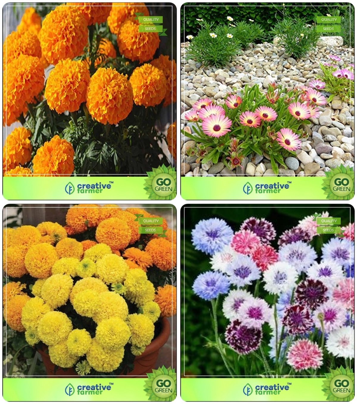Creative Farmer Flower Seeds : Home Garden Flower Seeds Winter & All ...