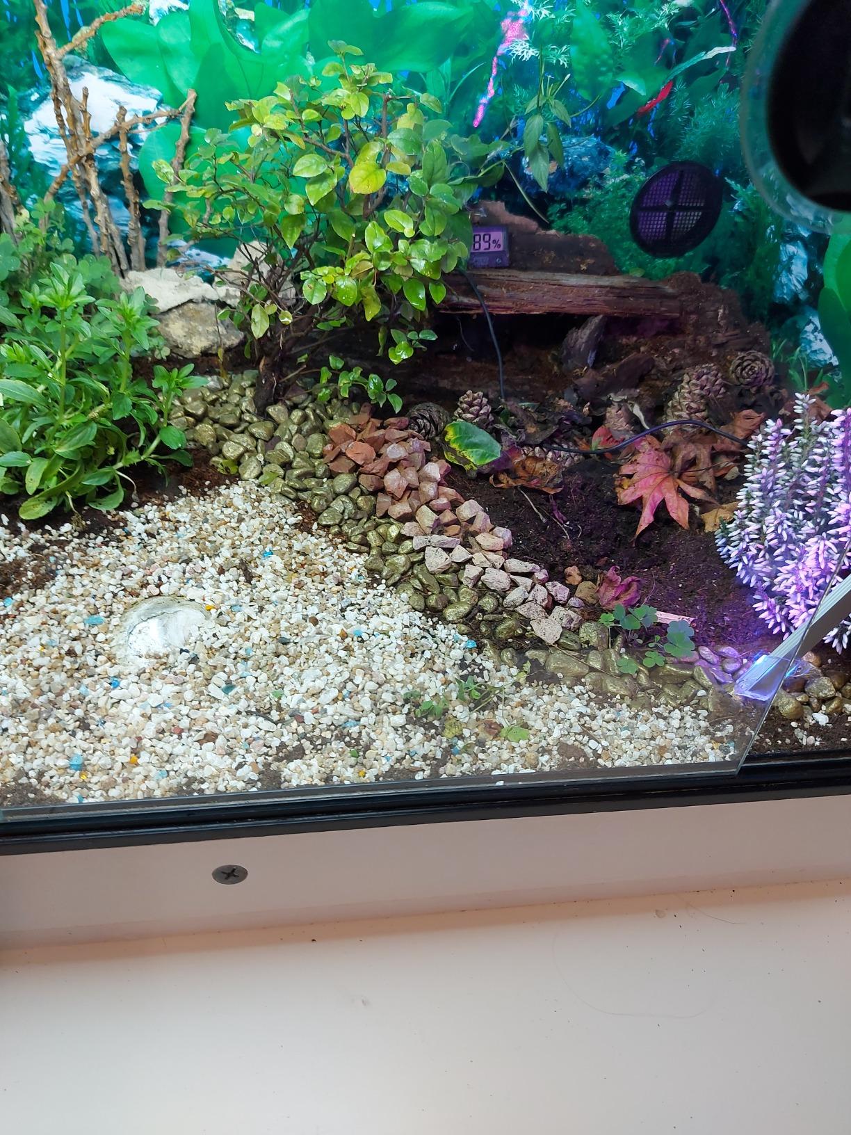 Springtails Pre-pack : Amazon.co.uk: Pet Supplies