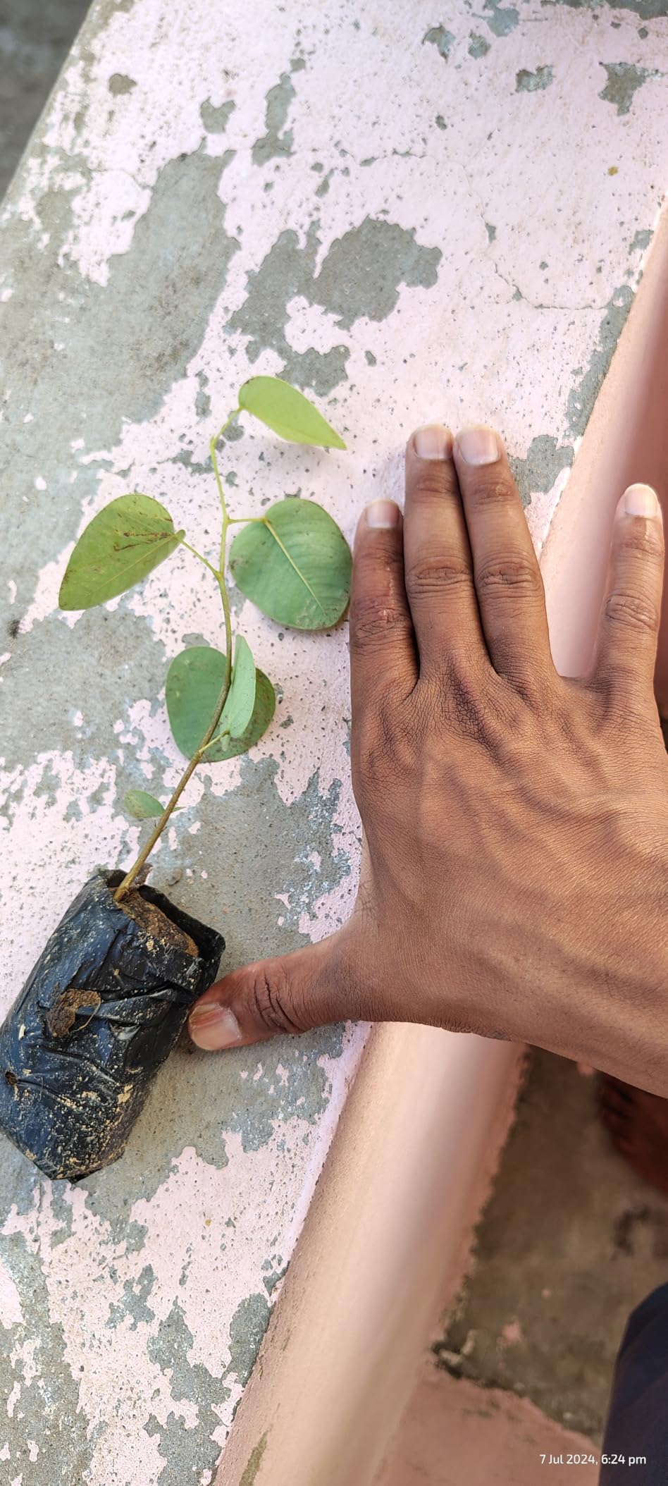 Lal chandan plant (1 healthy live plant) : Amazon.in: Garden & Outdoors