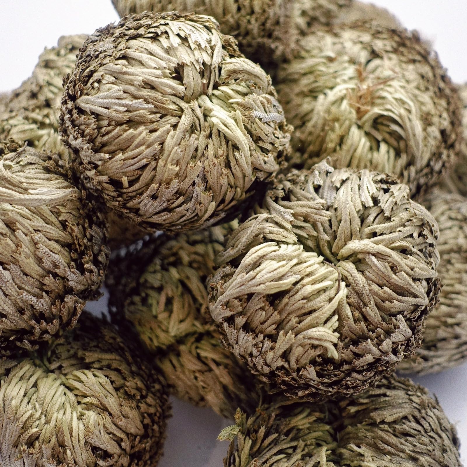 Snapklik.com : 18Pack Premium Dried Rose Of Jericho - Big Natural Dried ...