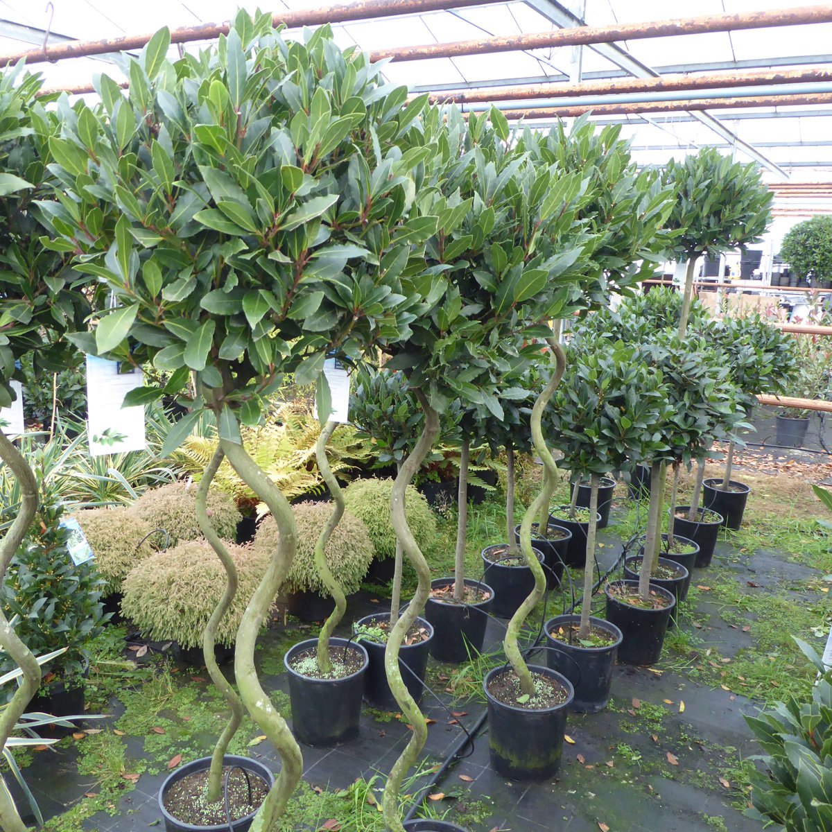 Buy Bay Trees. Spiral Stem Laurus Nobilis Bay Tree Topiary . 150cm ...