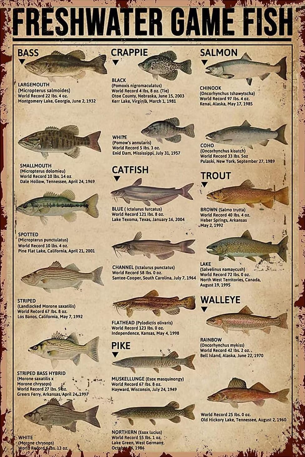 Amazon.com: Fishing Art Posters Wall Art Canvas Freshwater Game Fish ...