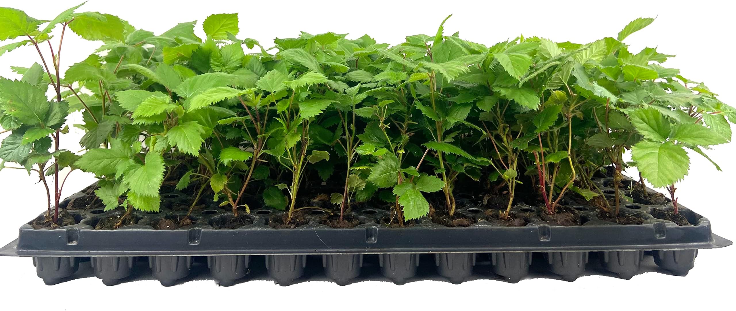 Amazon.com : Kiowa BlackBerry Plant - 4 Live Starter Plants - Rubus ...