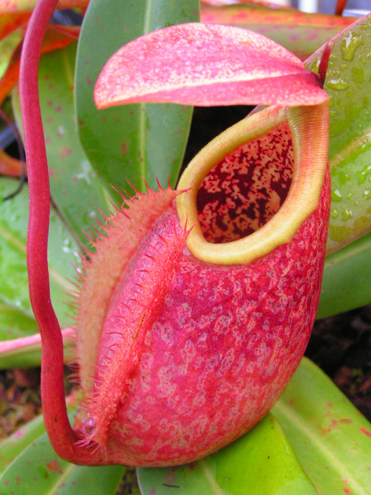 Nepenthes Macrophylla This Rare Montane Pitcher Plant New Arrivals