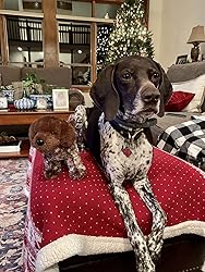 Amazon.com: Douglas Ivan German Pointer Dog Plush Stuffed Animal : Toys ...