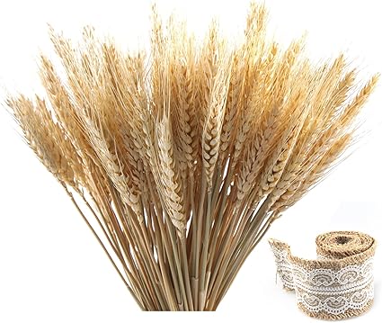 Amazon.com: Golden Dried Natural Wheat Sheave Bundle Premium Fall ...