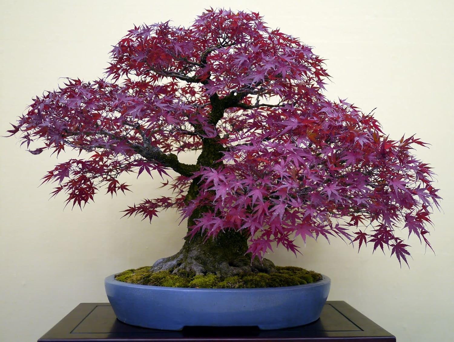 M-Tech Gardens Rare Maple " Purple Maple " Exotic 10 Tree Seeds for ...