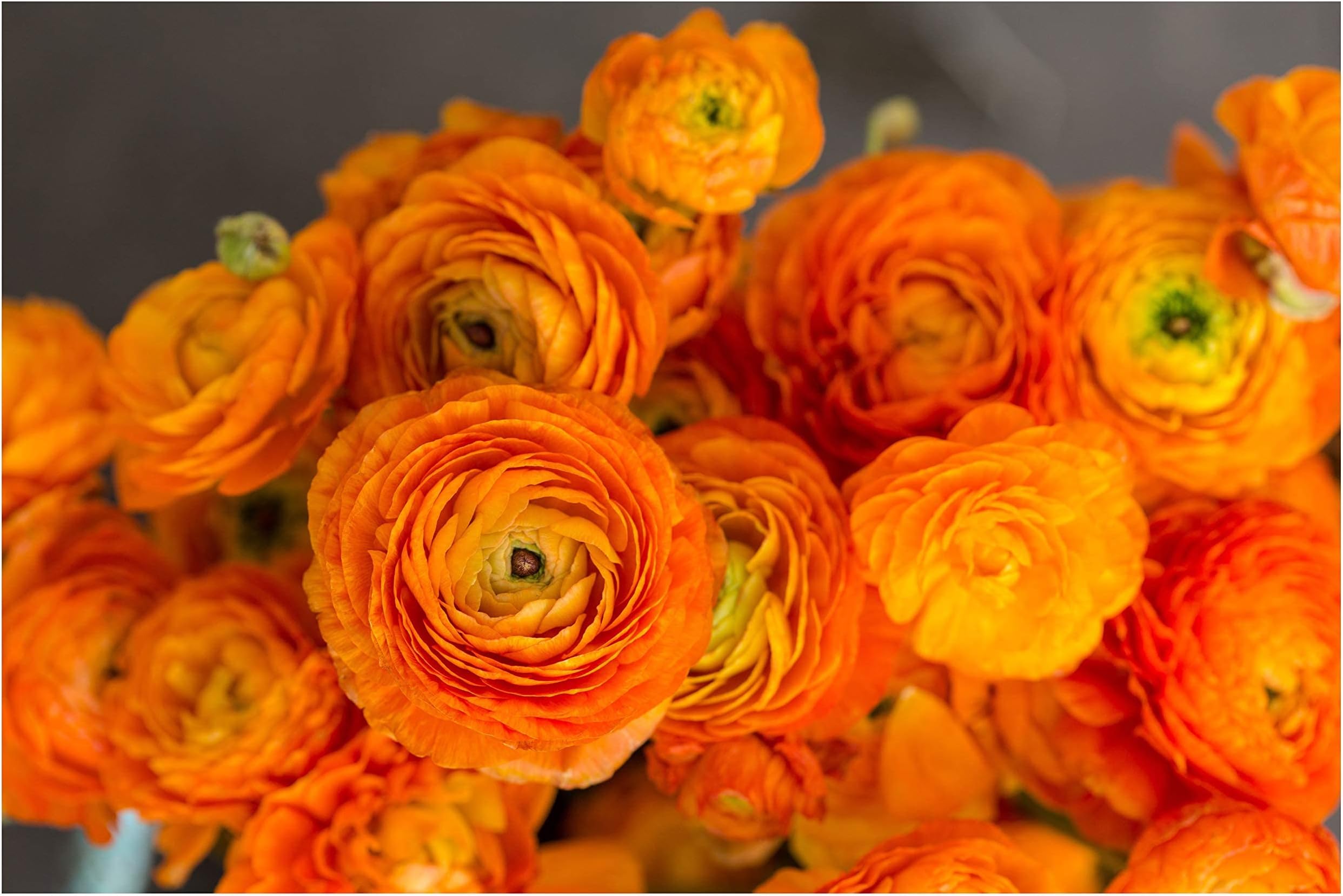 10x Ranunculus Asiaticus Orange Persian Buttercup Spring Summer ...