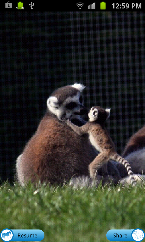 Baby Animal Solitaire - App on Amazon Appstore