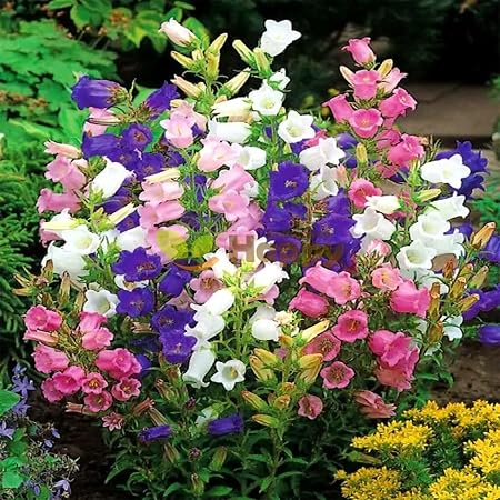 Amazon.com : Mix Heirloom Campanula Canterbury Bells, Perennial Flower ...