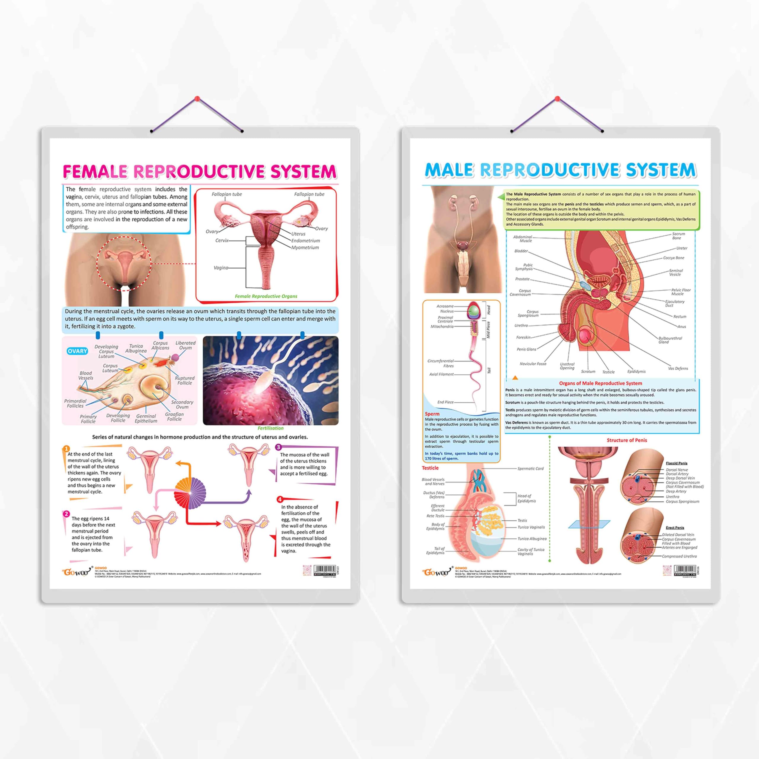 Female Reproductive System Flow Chart