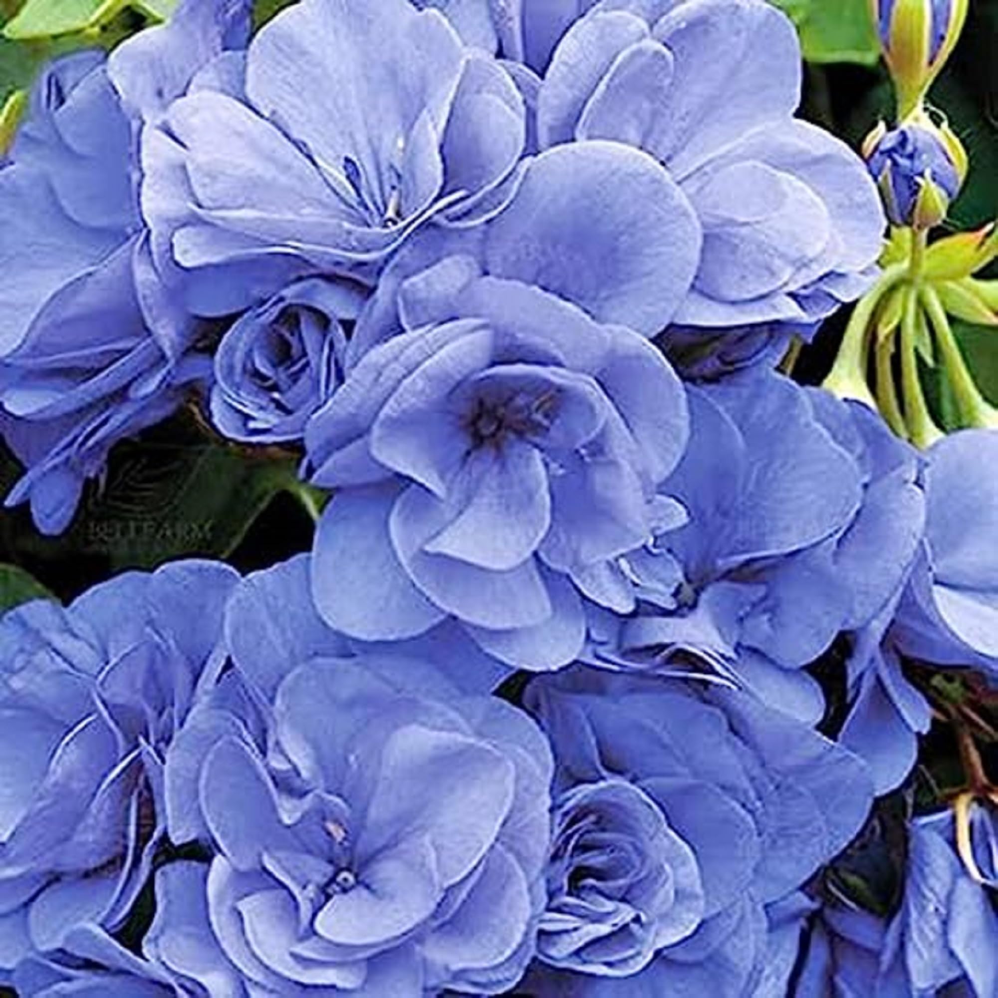 Amazon.com : CHUXAY GARDEN Rare Blue Geraniums Seed 70 Seeds ...