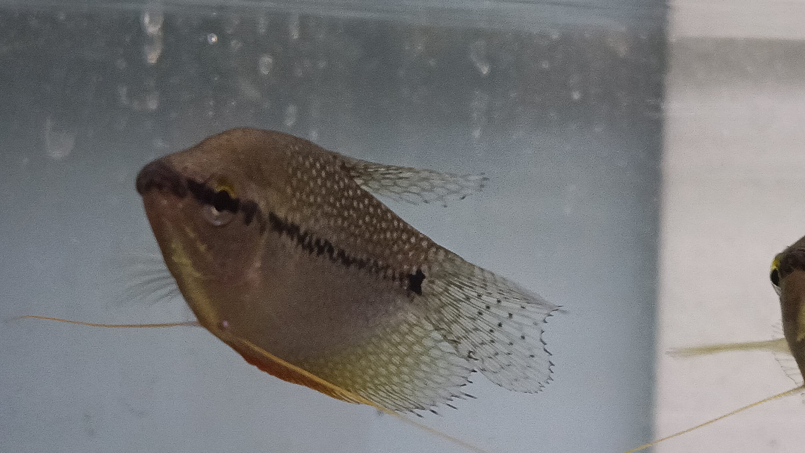 Balloon Pearl Gourami