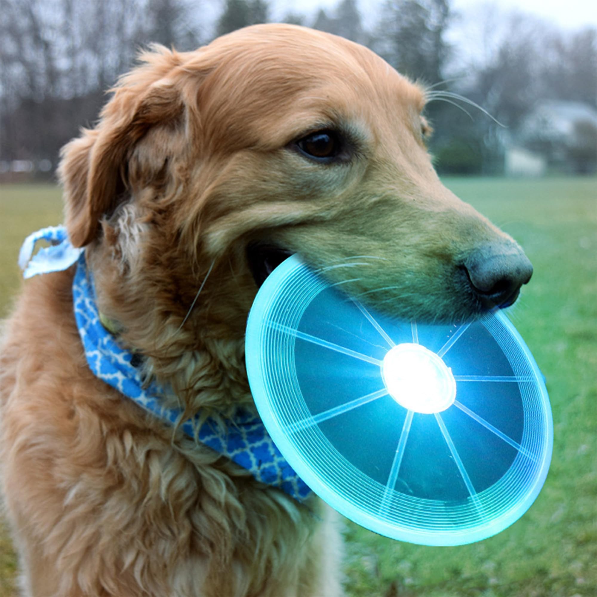 Honden Spelen Frisbee
