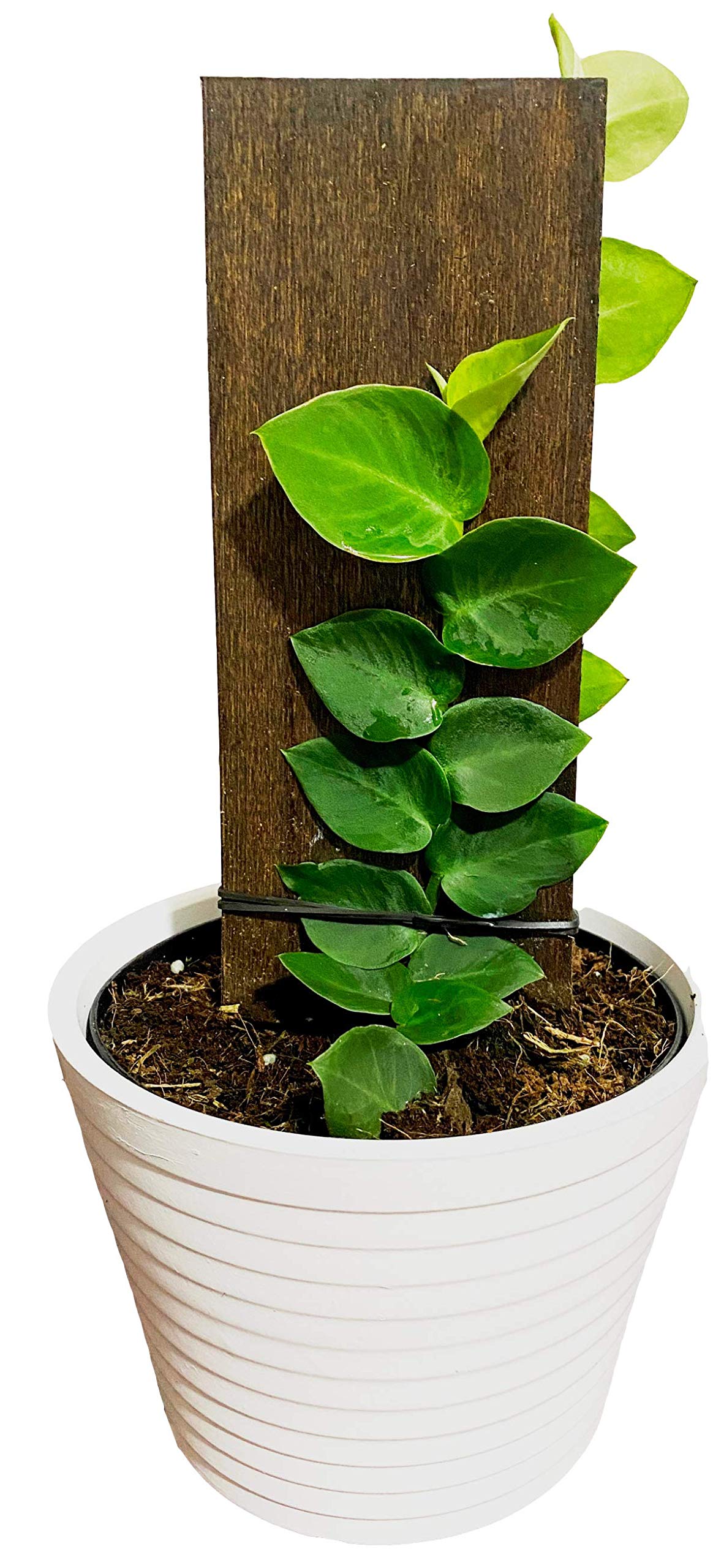 Waterbourn Live Rhaphidophora Hayi Shingle Vine Rare Indoor House Plant ...