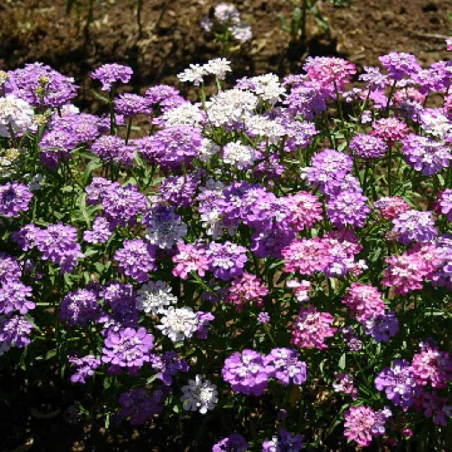 Amazon.com : CHUXAY GARDEN Mix Evergreen Candytuft Flower Seed 50 Seeds ...