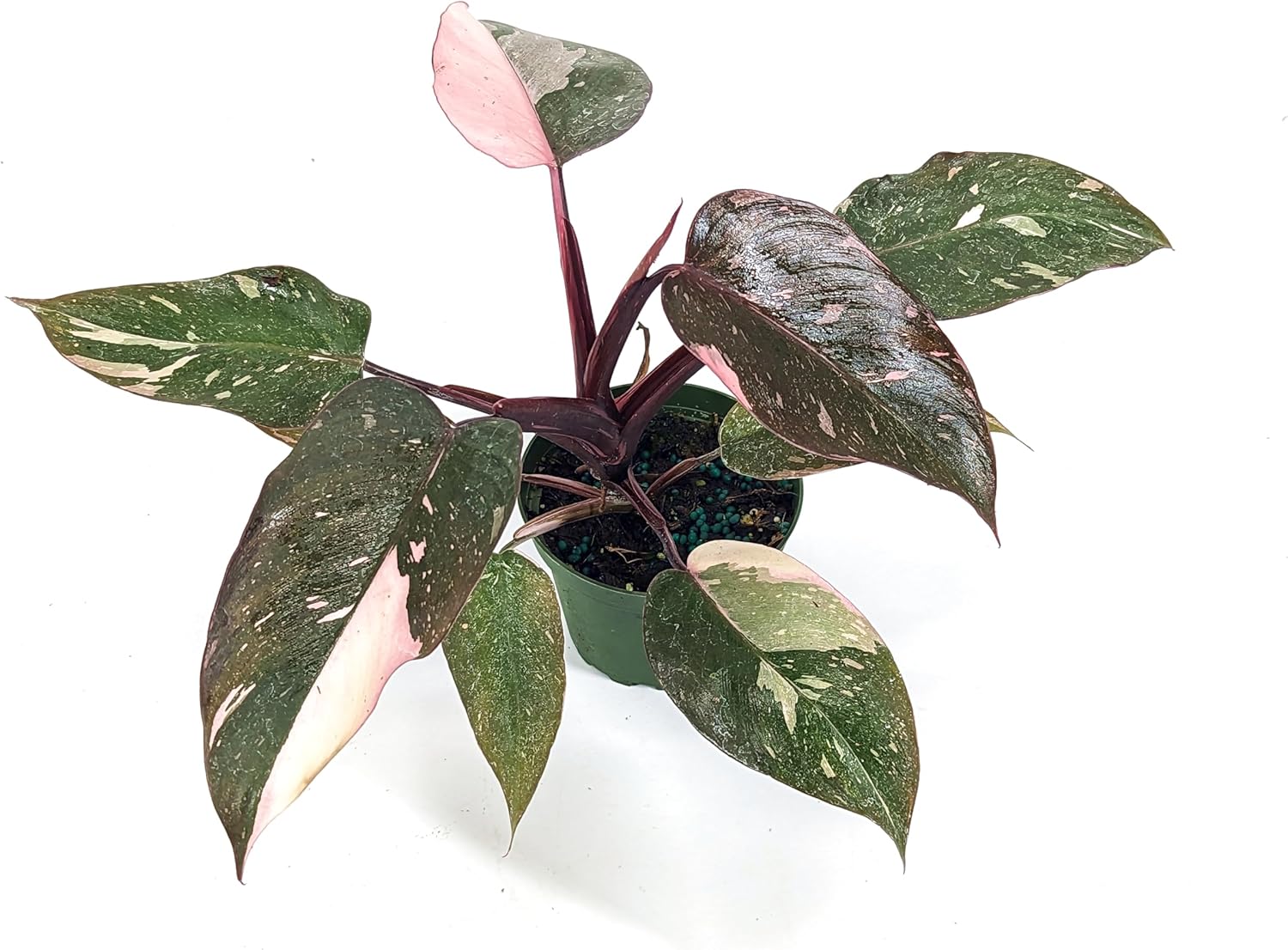 Amazon.com : Philodendron Pink Princess Marble Galaxy in 4 inch Pot by ...