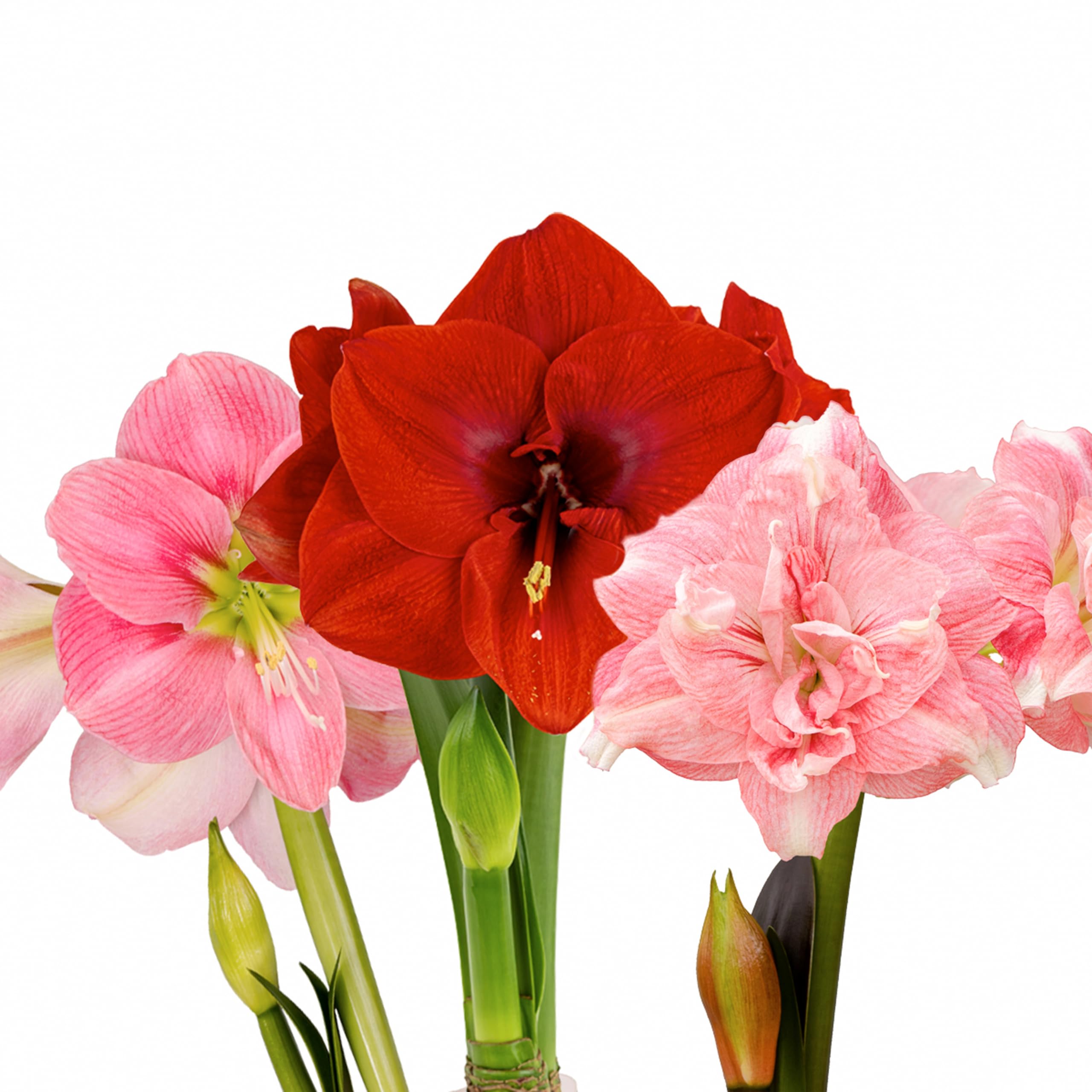Amazon.com : Hadeco Amaryllis Flower Bulbs, 3 Bulbs, 1 Bulb Merry Christmas, Rozetta and Candy ...