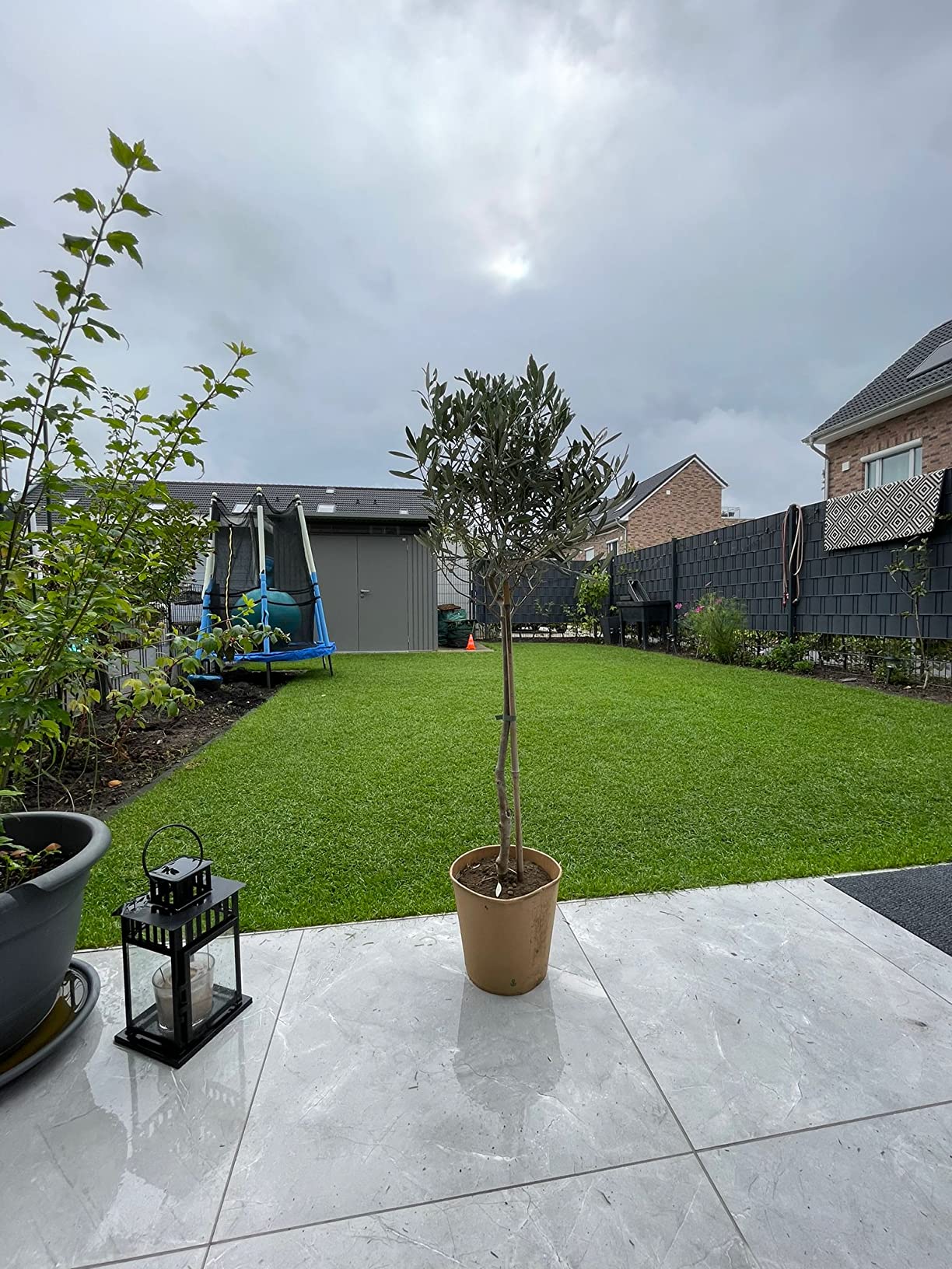 Bloomify® Olivenbaum "Olivia" | 80 bis 110 cm großes, mehrjähriges ...