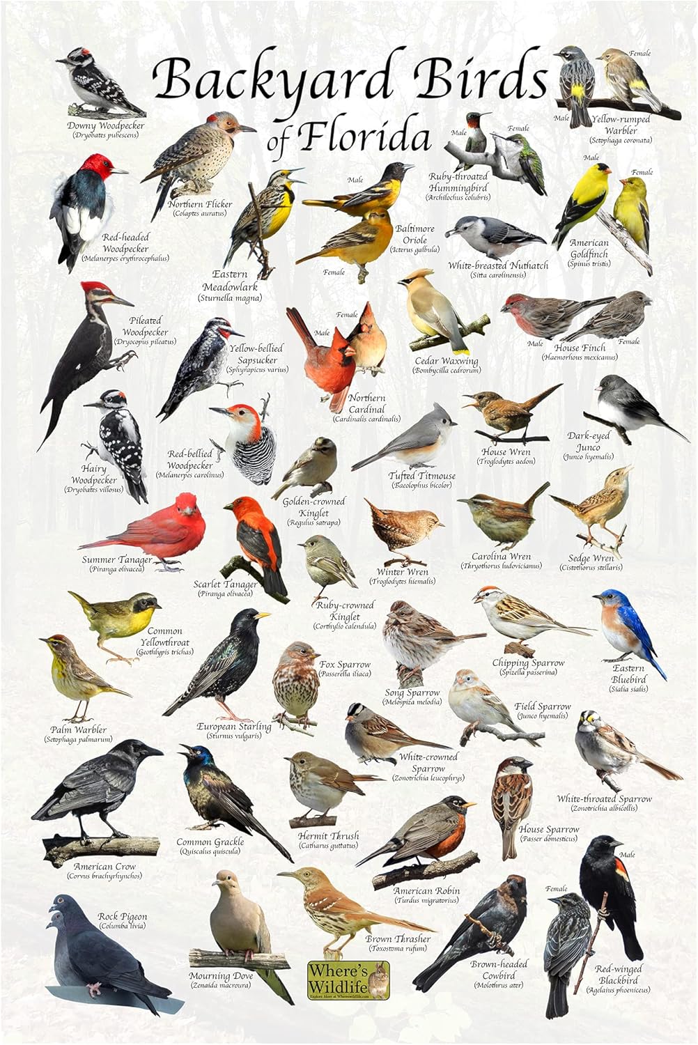 Amazon.com: Where's Wildlife Backyard Birds of Florida Bird ...