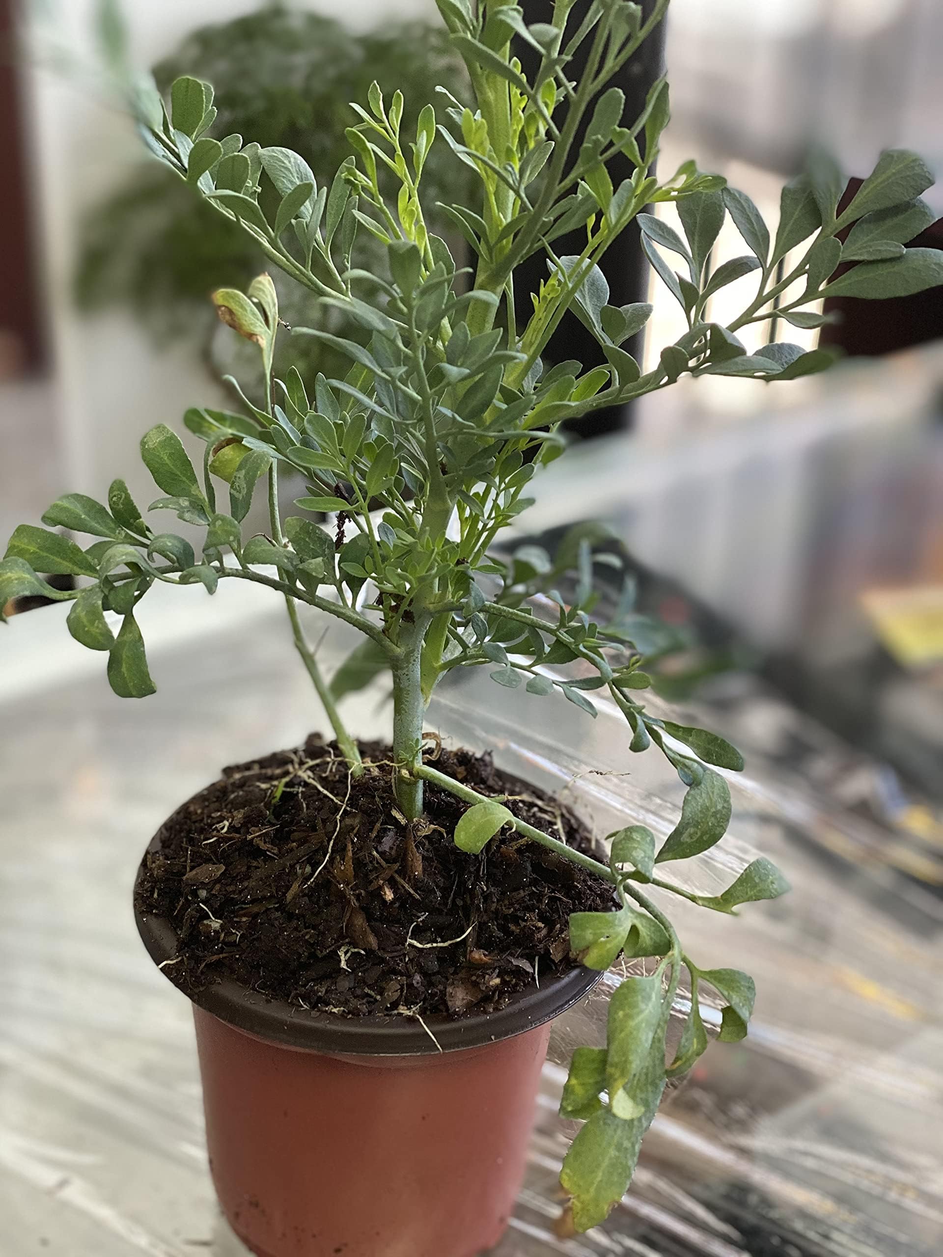 Amazon.com : herb RUDA RUE Full Plant with rooth, green, small : Patio ...