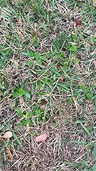 Amazon.com : The Andersons Professional Surge Weed and Feed 16-0-9 Post ...