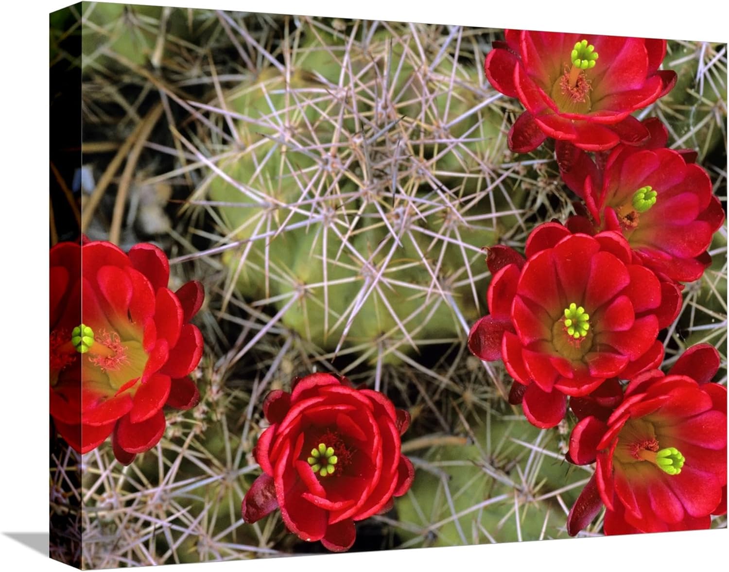 Amazon.com: ART.COM Canvas Wall Art Prints Claret Cup Cactus Flowering ...