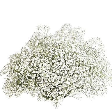 Amazon.com : GlobalRose - 120 Stems of Fresh Cut Gypso Perfecta Fillers ...