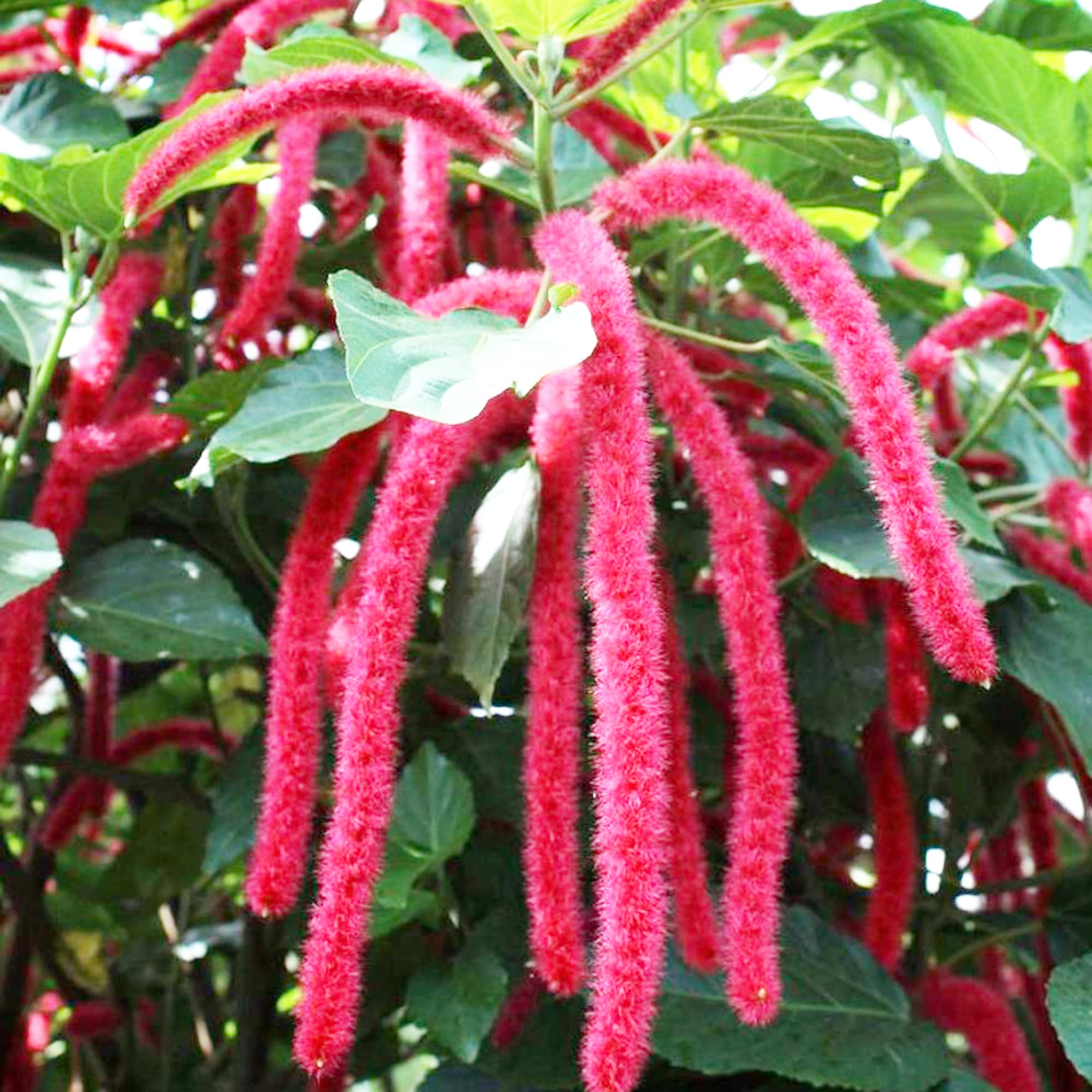 Amazon.com : Acalypha Hispida Seeds Chenille Flower, Monkey Tail ...