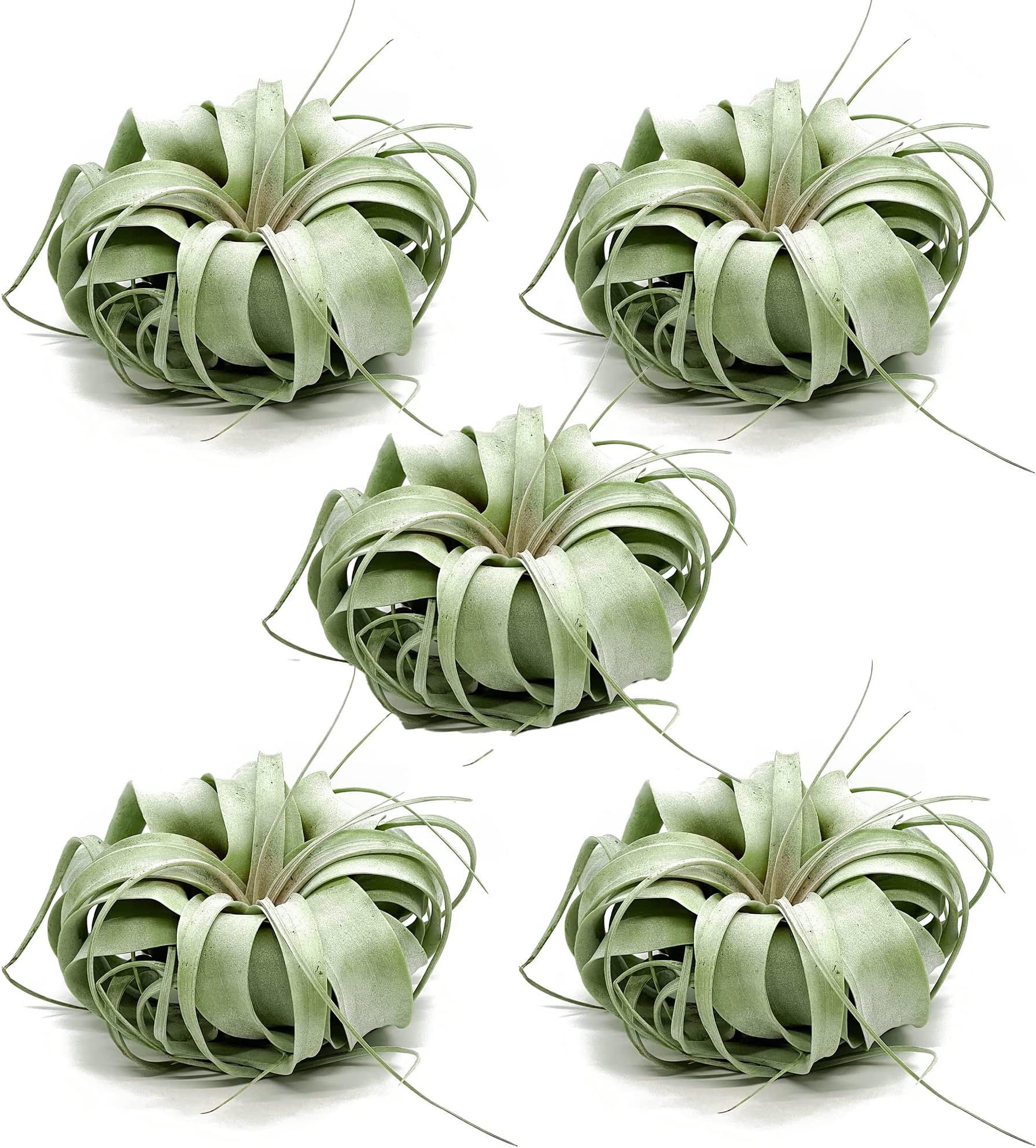 Amazon.com : Large Air Plant Live Tillandsia Xerographica | Size 6-8 ...