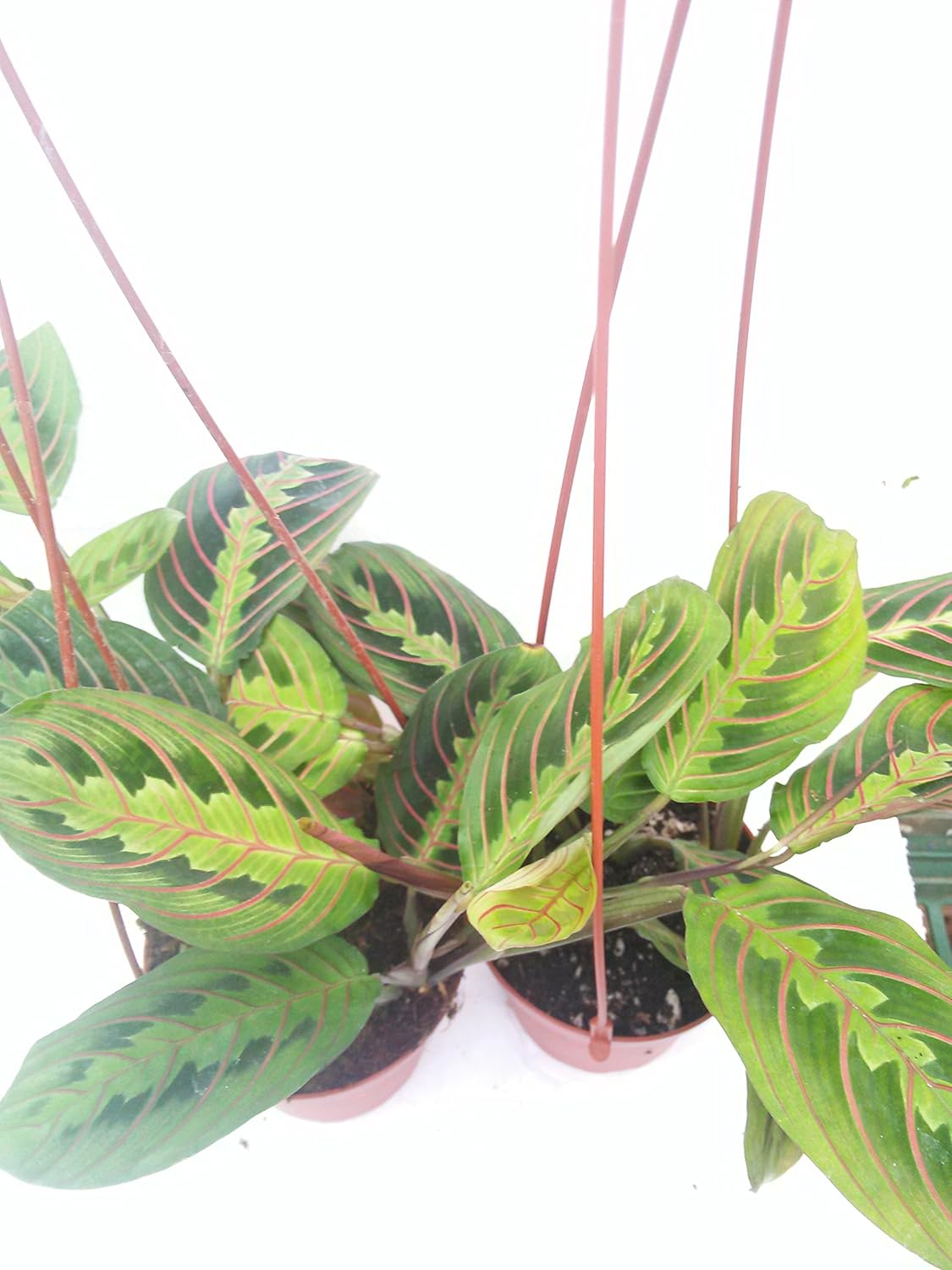 Buy Two Red Prayer Plant Maranta 4" Hanging Pot -From Jmbamboo Online ...