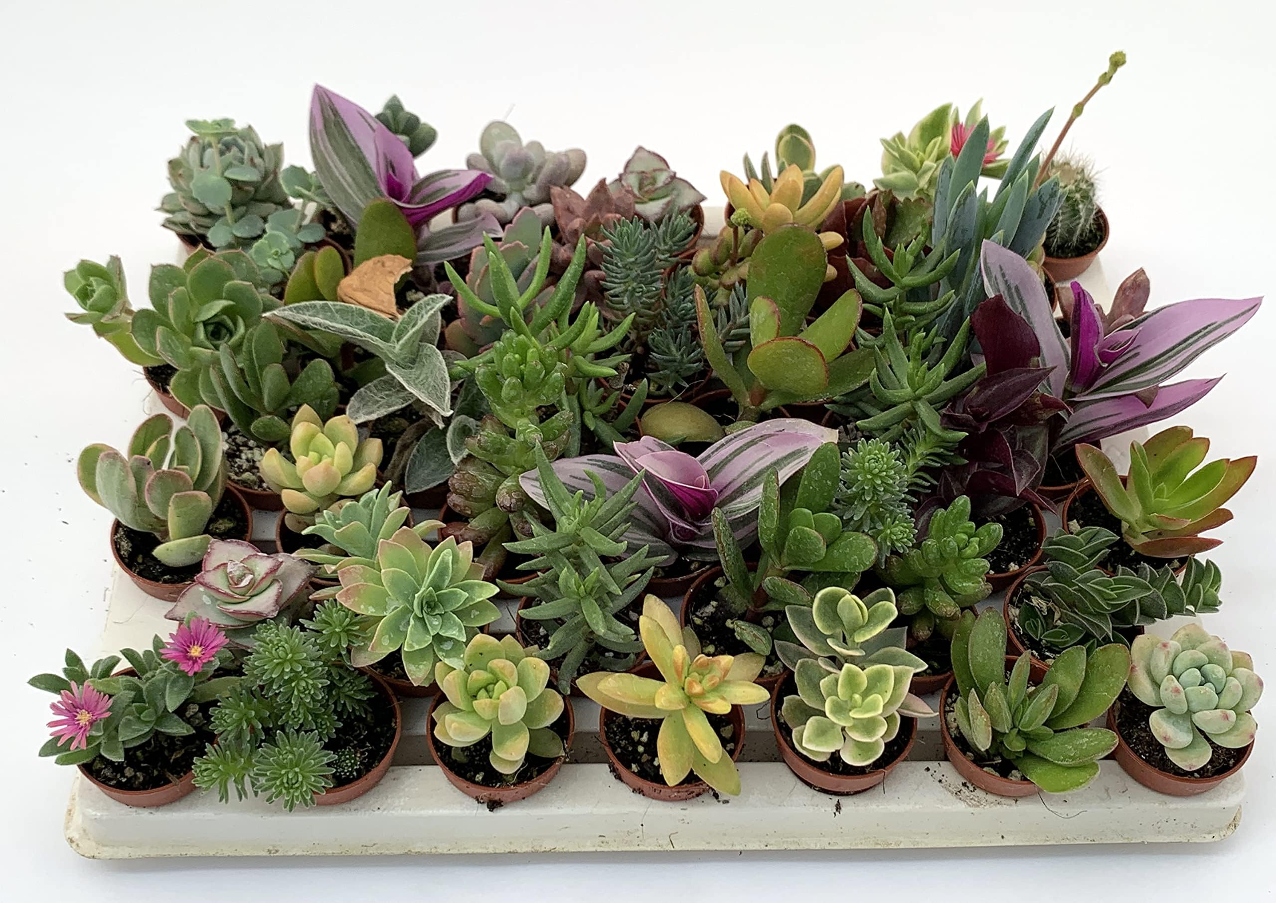 Succulente. Set N. 20 piante succulenti in vaso cm. 5,5 tutte senza ...