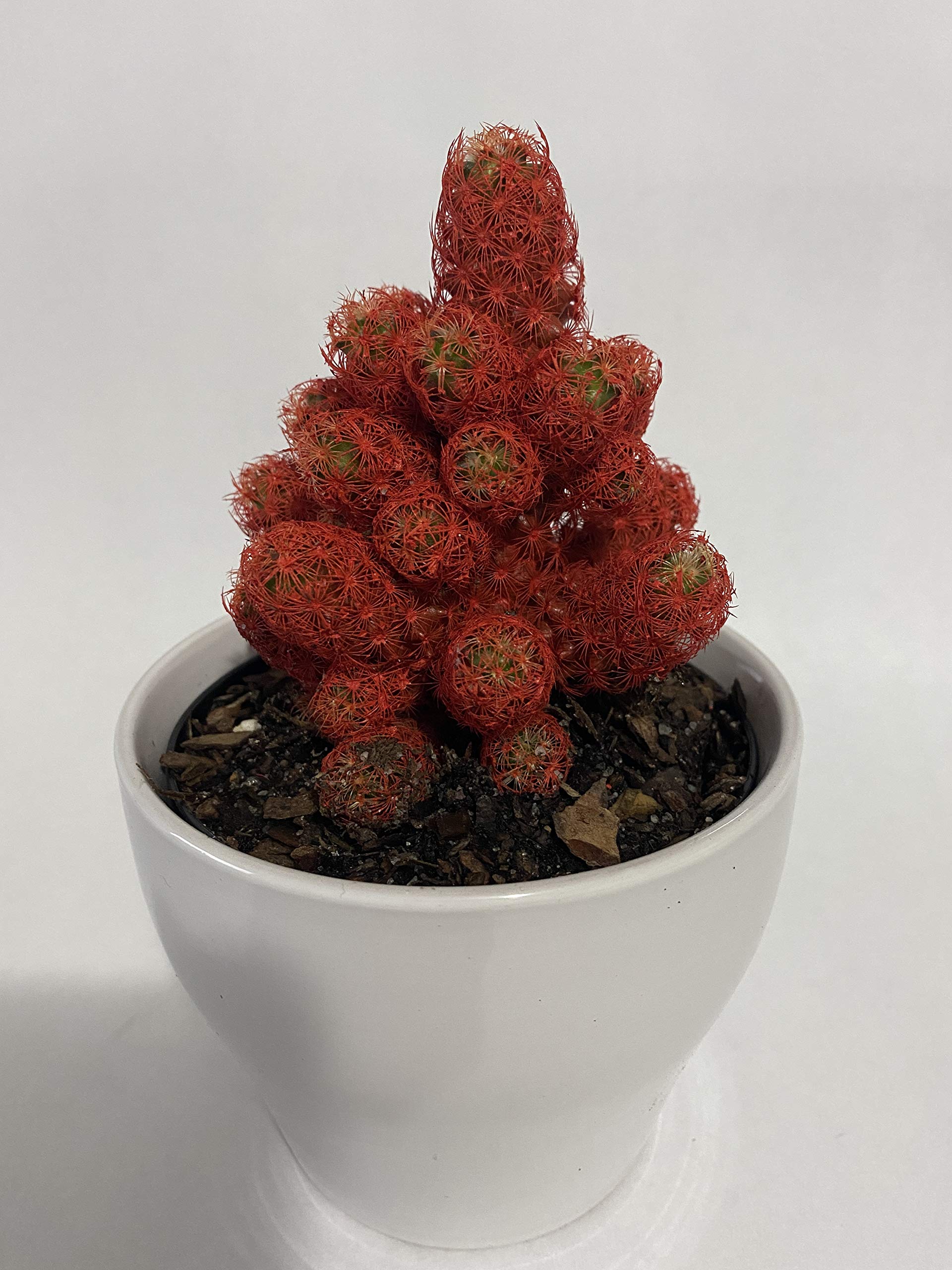 Red Cactus Flower Plants