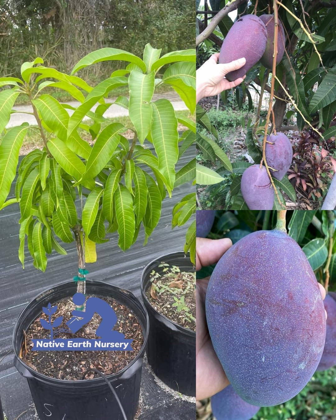 Native Earth Nursery® Thailand All Time Mango Grafted Plant (Combo of 2 ...