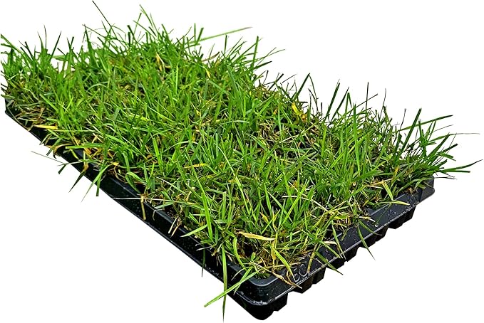 Amazon.com : Zoysia Grass Plug, Shade Grass, Superior to, Zoysia Grass ...
