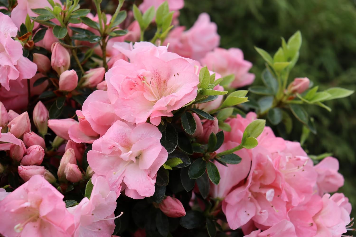 Amazon.com : Proven Winners Perfecto Mundo Pink Carpet Reblooming ...