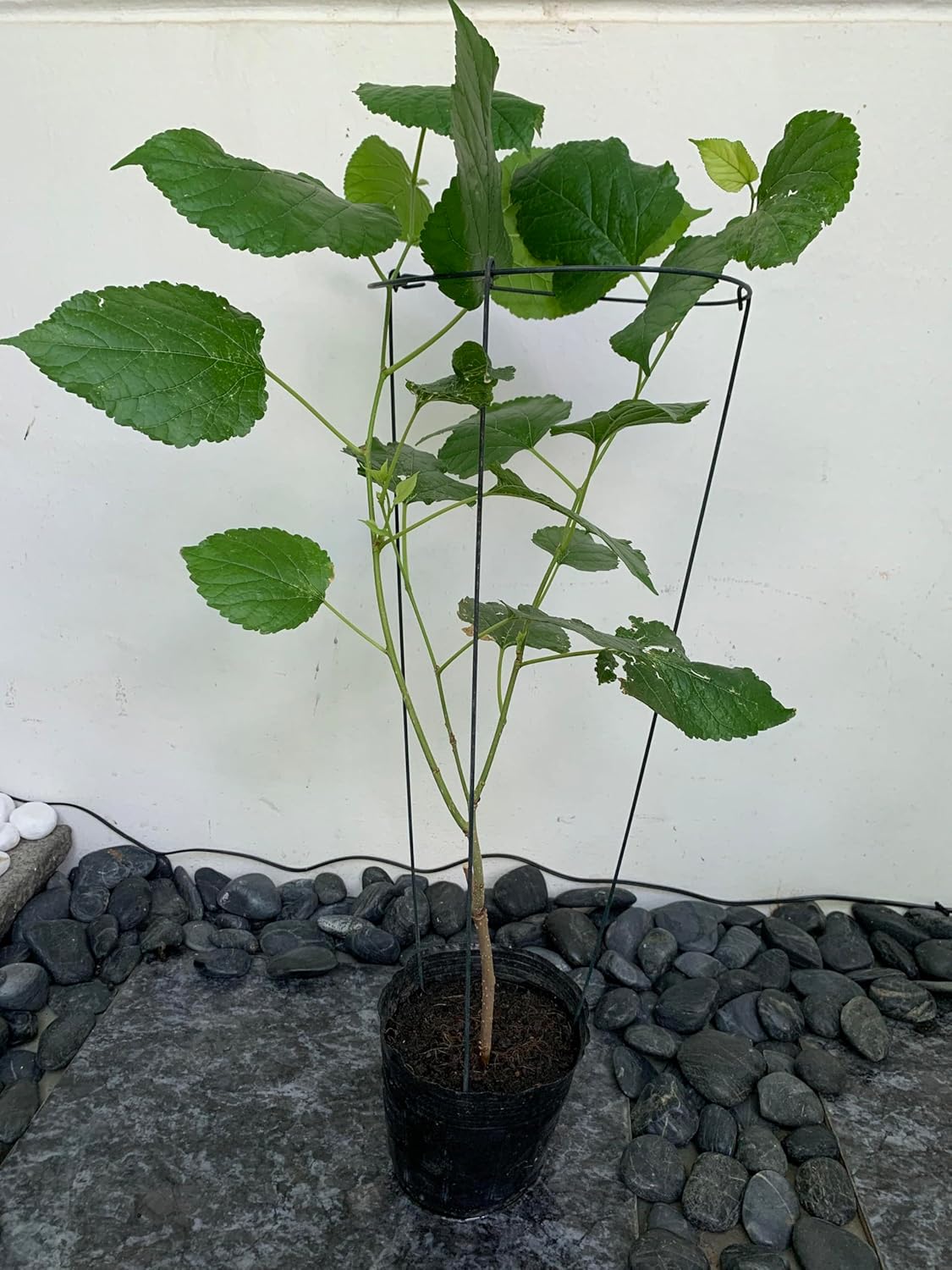 Mulberry plant live grafted (Pack of 1) : Amazon.in: Garden & Outdoors