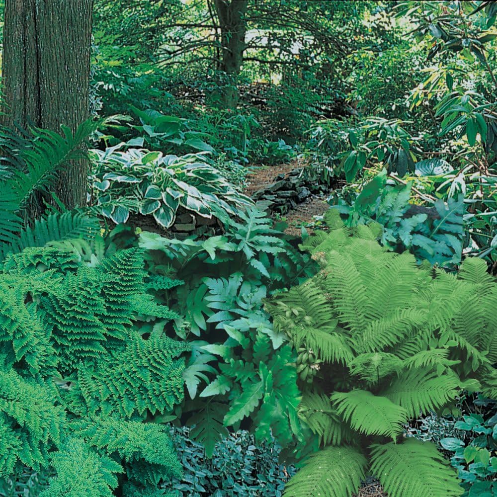 Amazon.com : Native Woodland Fern Mix - Create a Peaceful and Serene ...