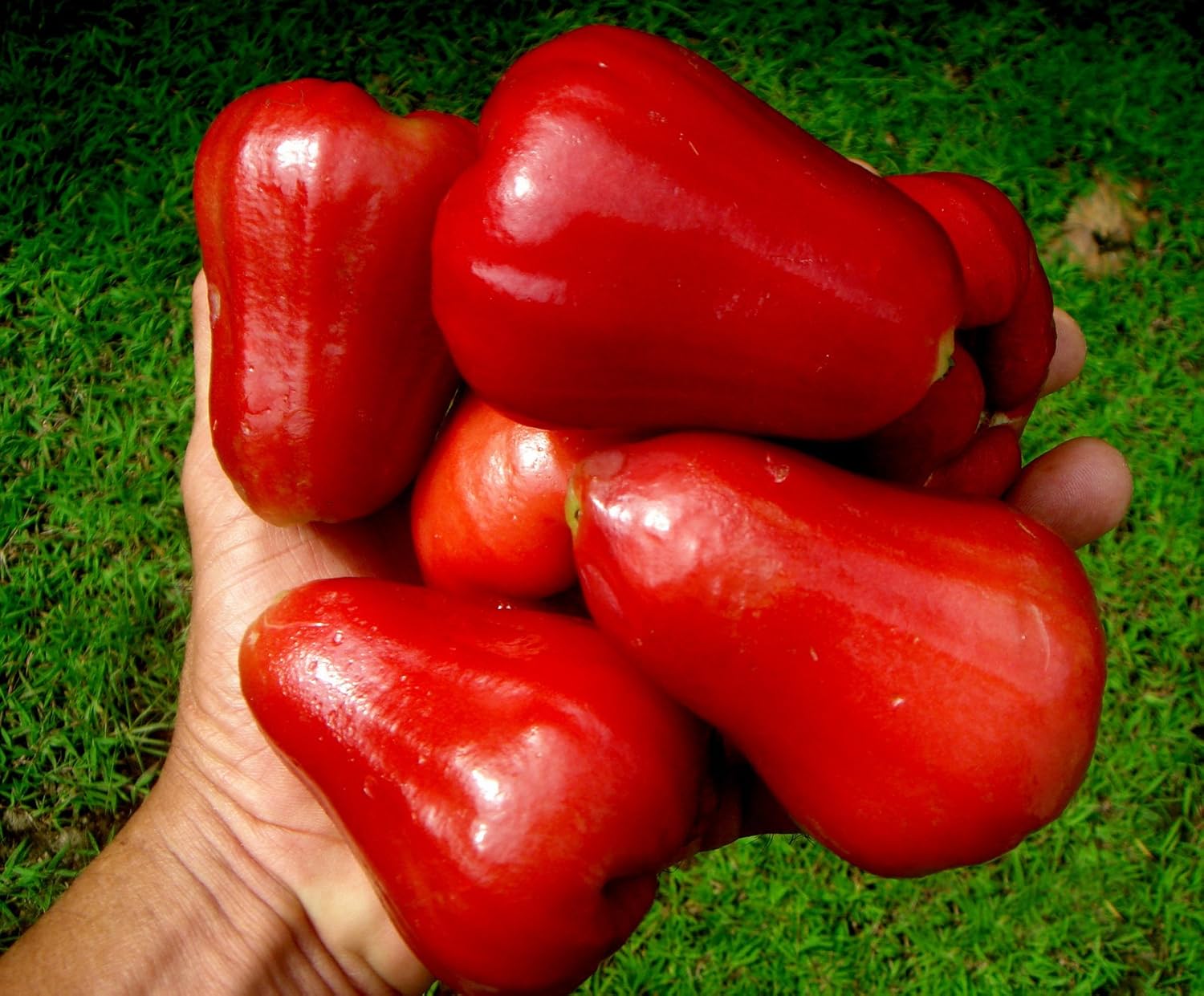 SEEDseller Syzygium samarangense Java Apple Seeds for Growing (50 Seeds ...