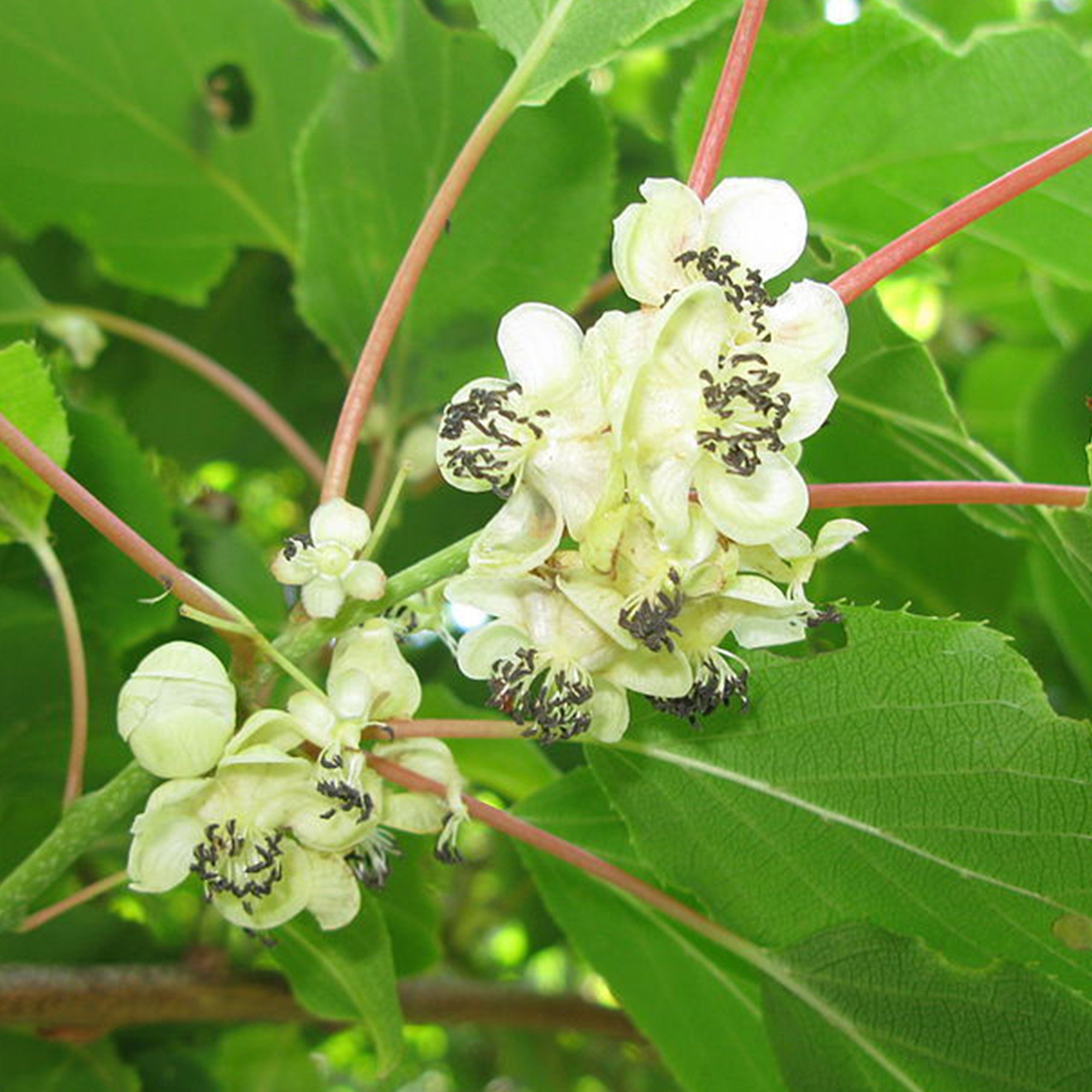 Kiwi Flower