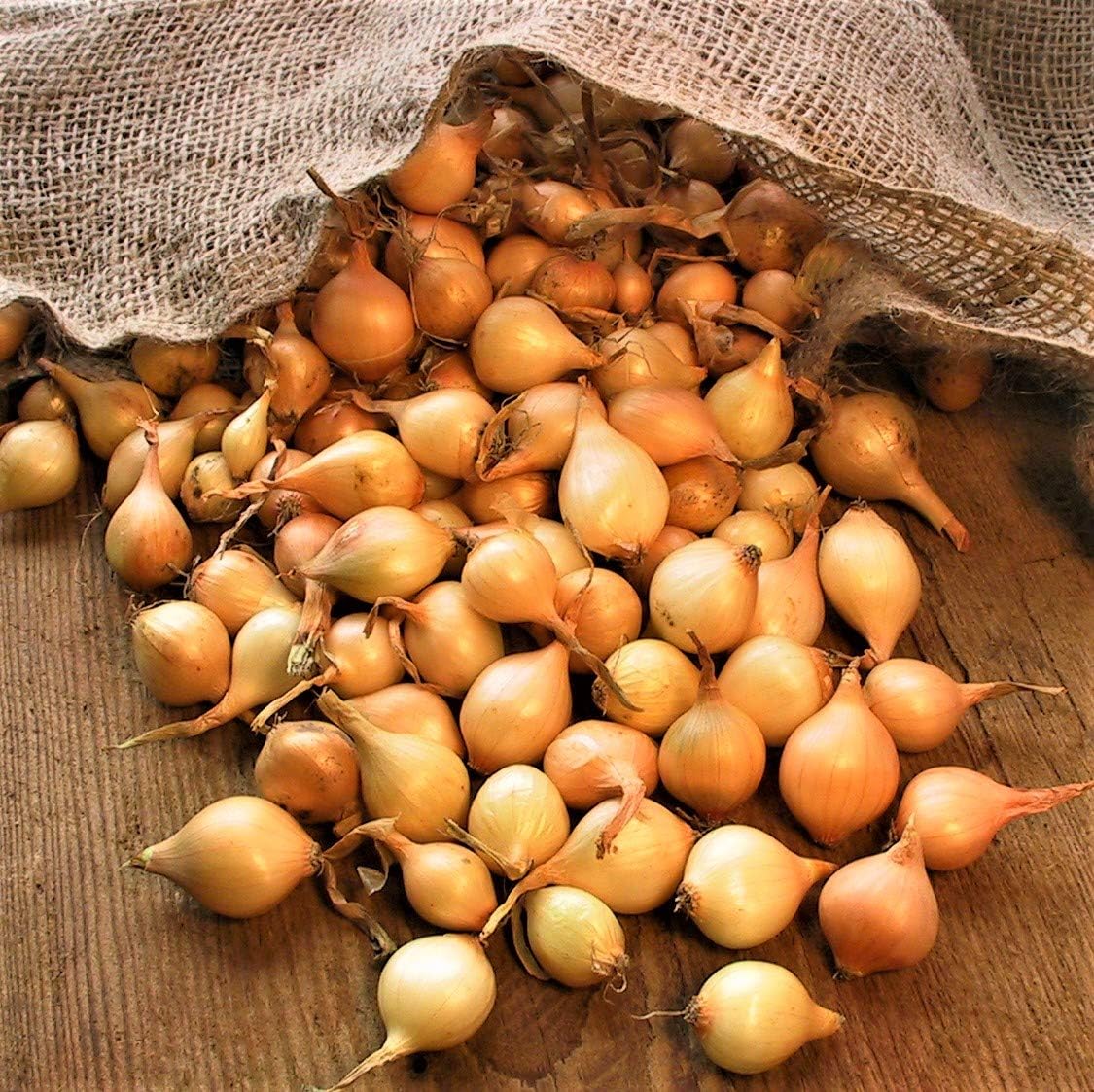 Bolly Bulbs® - Autumn Champion Overwintering Onions (25 Sets) : Amazon ...