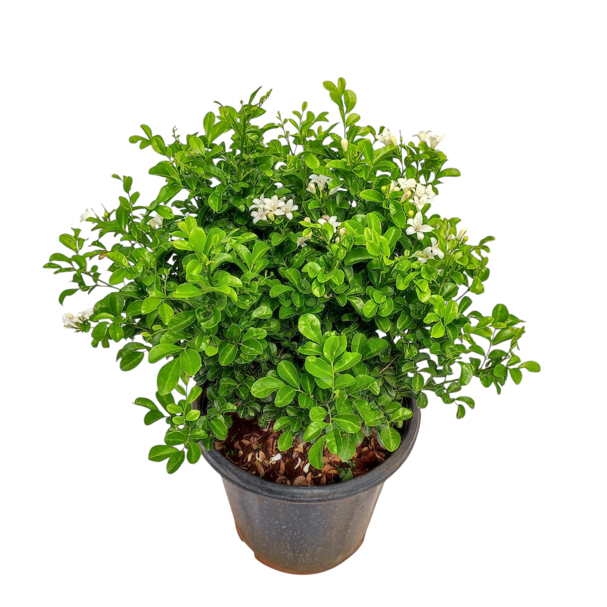 SISA GARDEN " kamini-Madhu Exotica Kamini All Time White Flower Plant ...