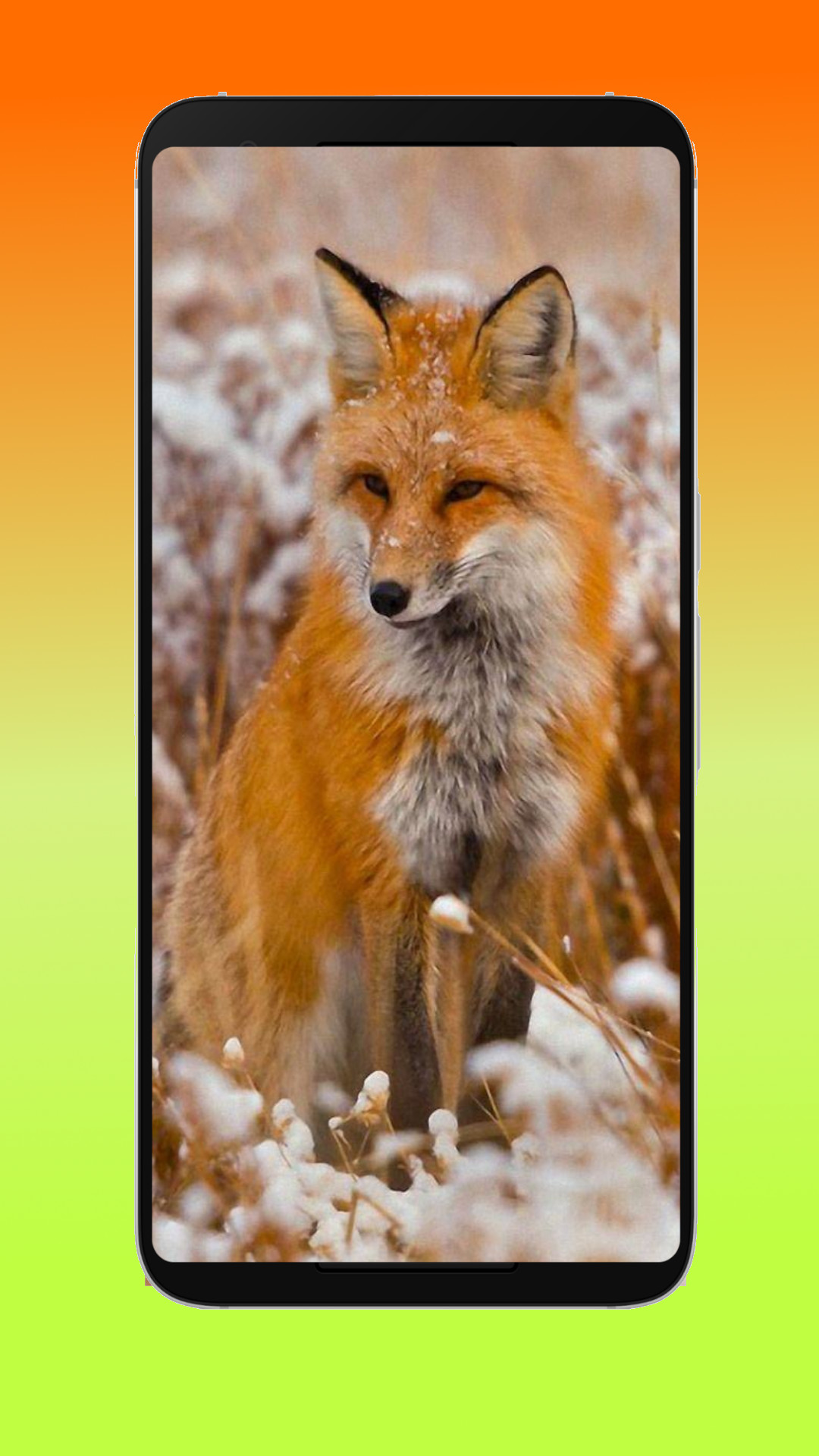 Animal Wallpapers - App on Amazon Appstore
