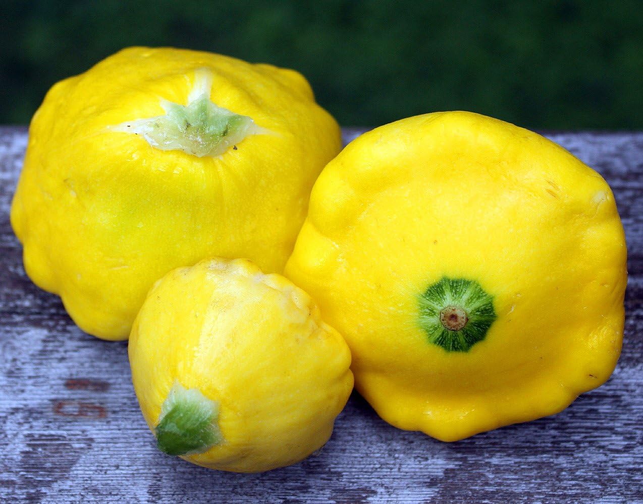 Amazon.com : Yellow Scallop Summer Squash 65 Seeds, 4 grams : Vegetable ...