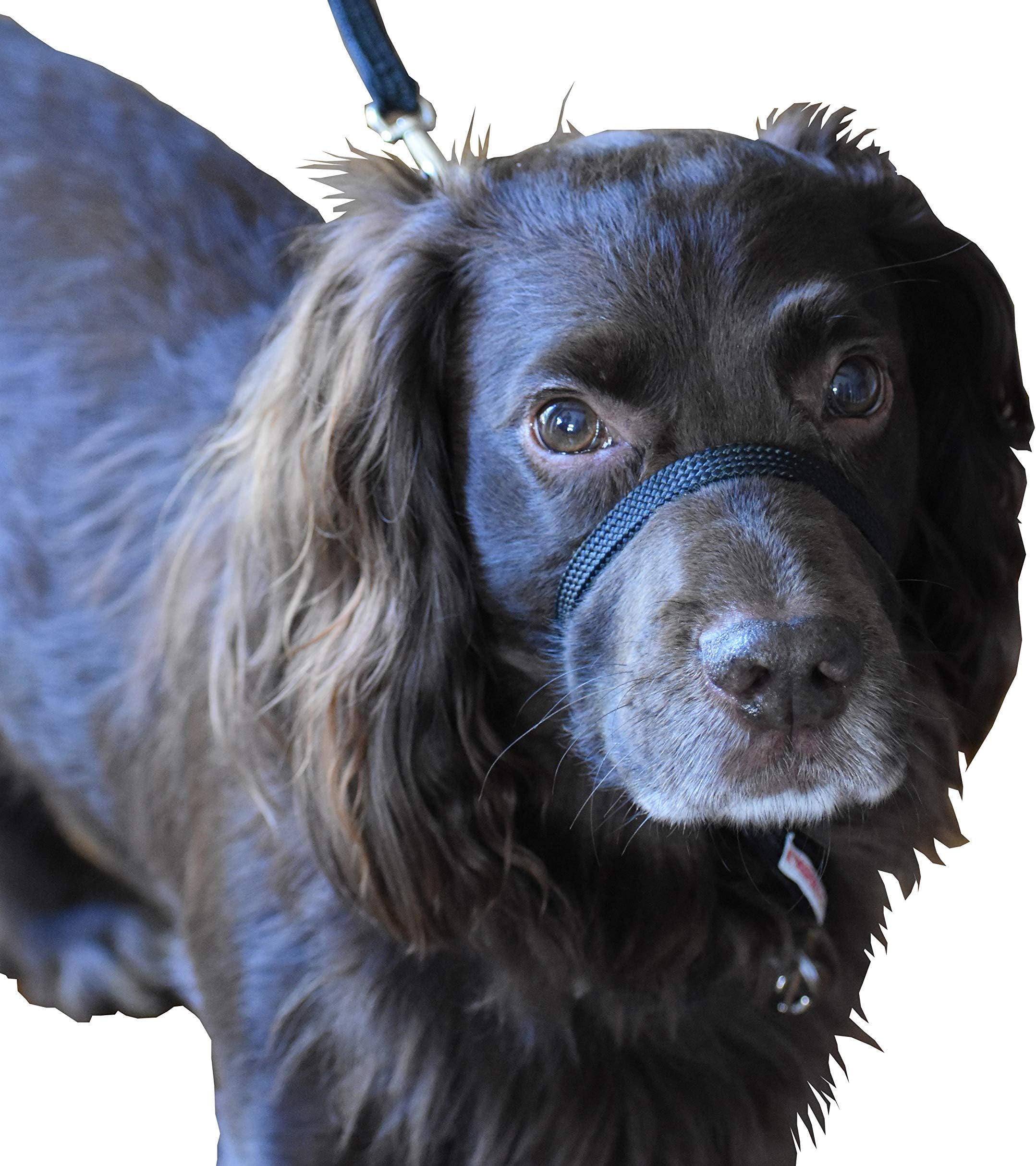 K9 Bridle - to stop your dog pulling (Medium, Black) : Amazon.co.uk ...