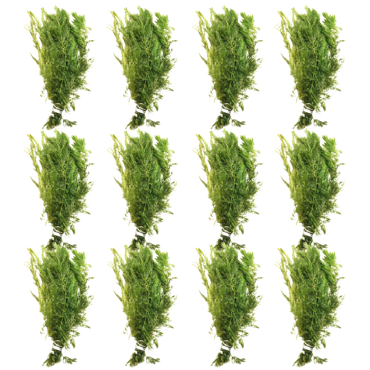 Amazon.com: Mainam Hornwort Ceratophyllum Demersum Tropical Freshwater ...