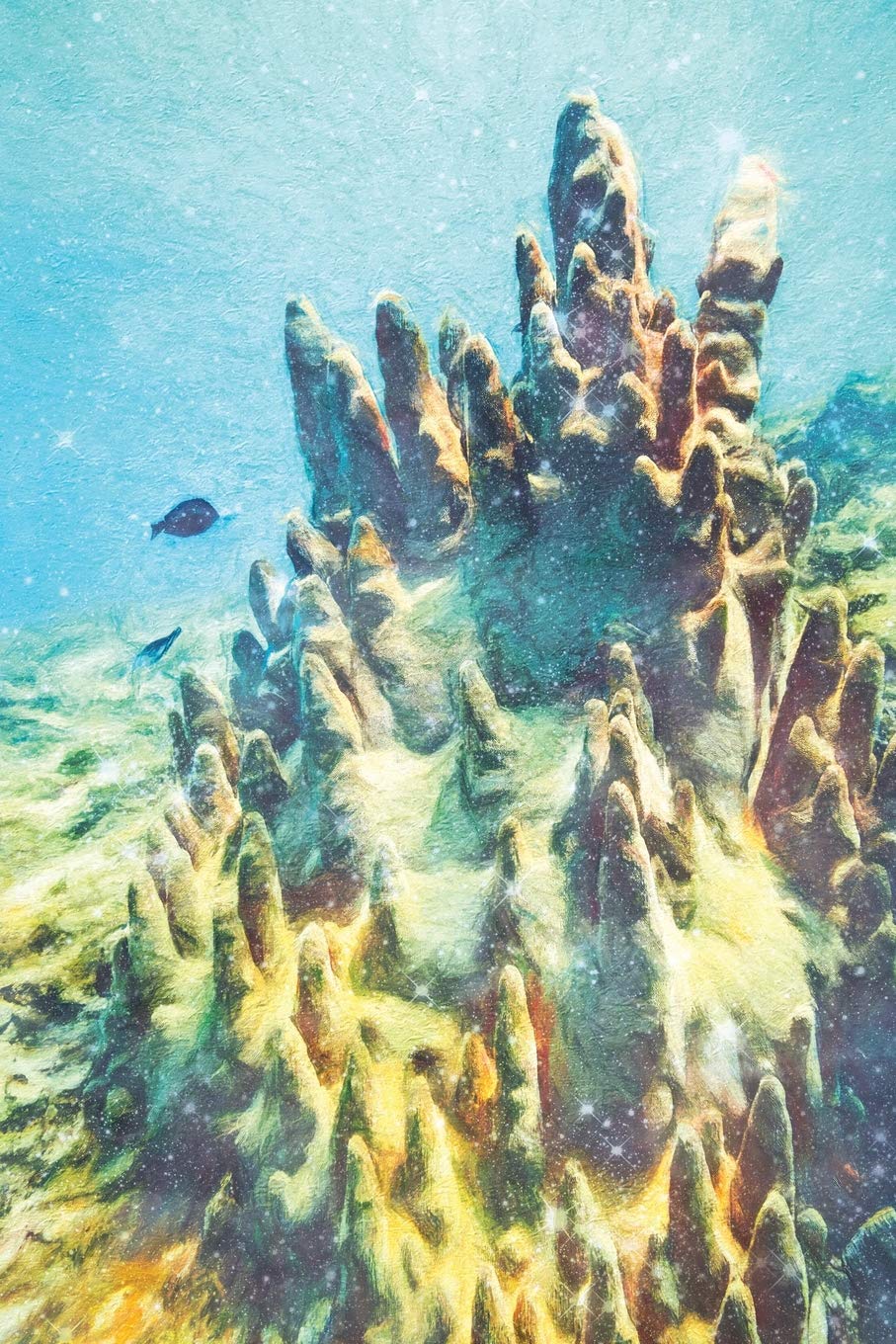 Buy Notes: Rare Pillar Corals In The Caribbean Sea - Blank College ...