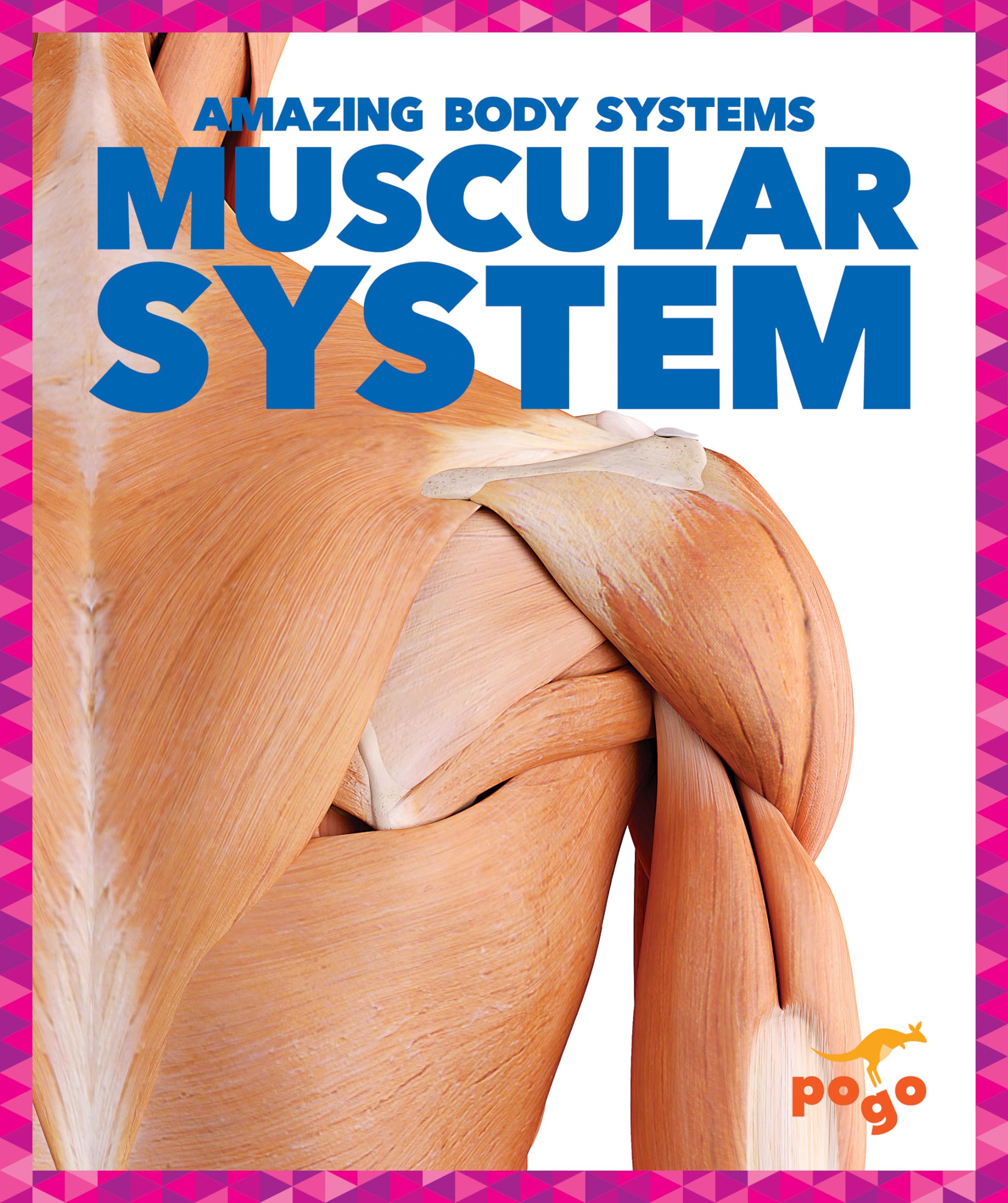 Muscular System (Pogo Books: Amazing Body Systems): Karen Kenney ...