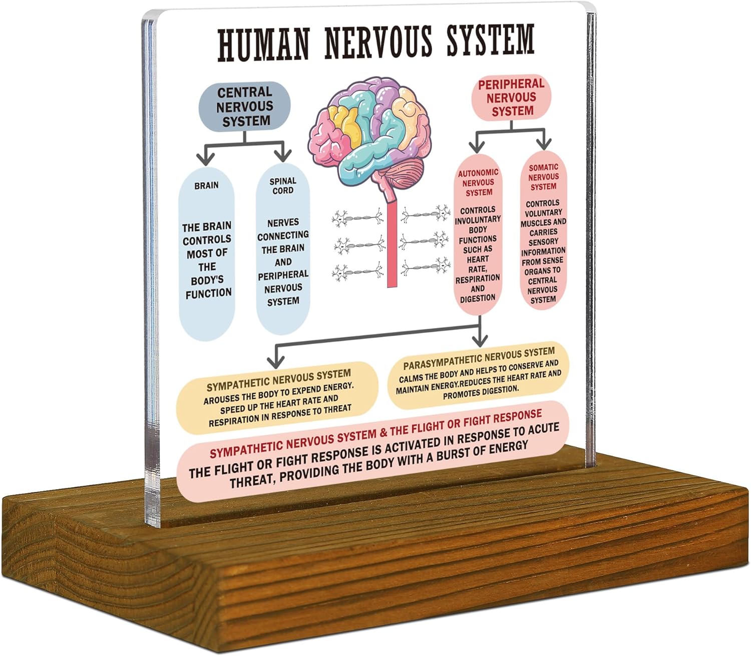 Amazon.com: The Human Nervous System Brain Sign, Fight or Flight ...