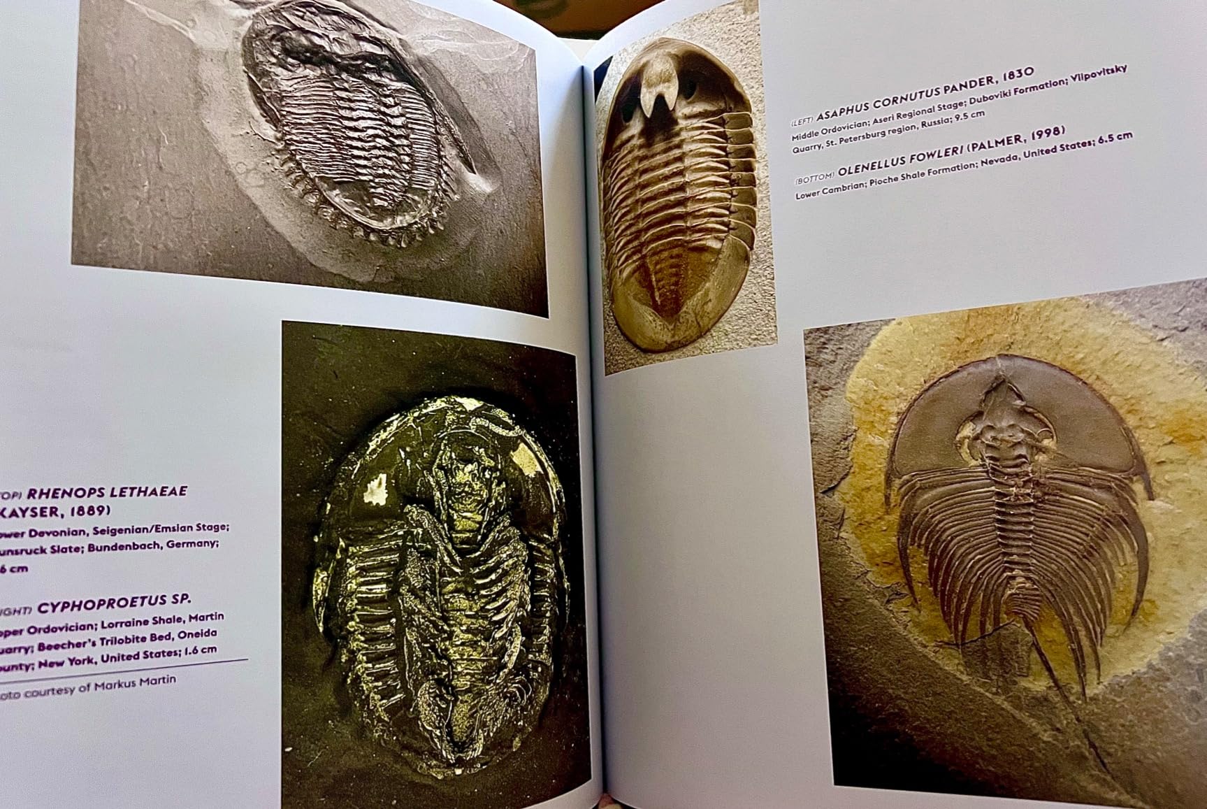 The Trilobite Collector's Guide , Secher, Andy, Fortey, Richard ...
